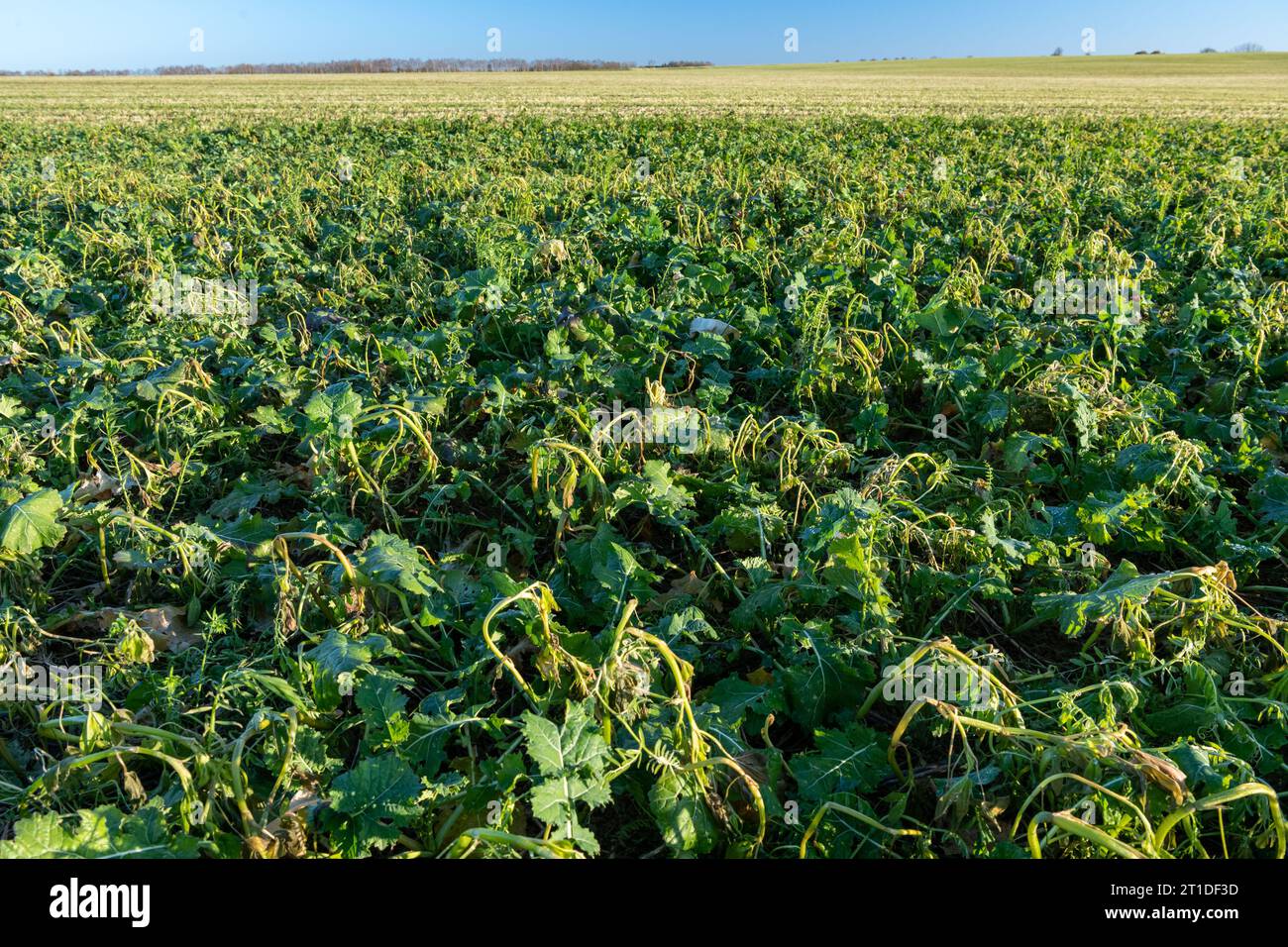 Rapeseed field with Intermediate nitrate trap crops (CIPANs), seed for ...