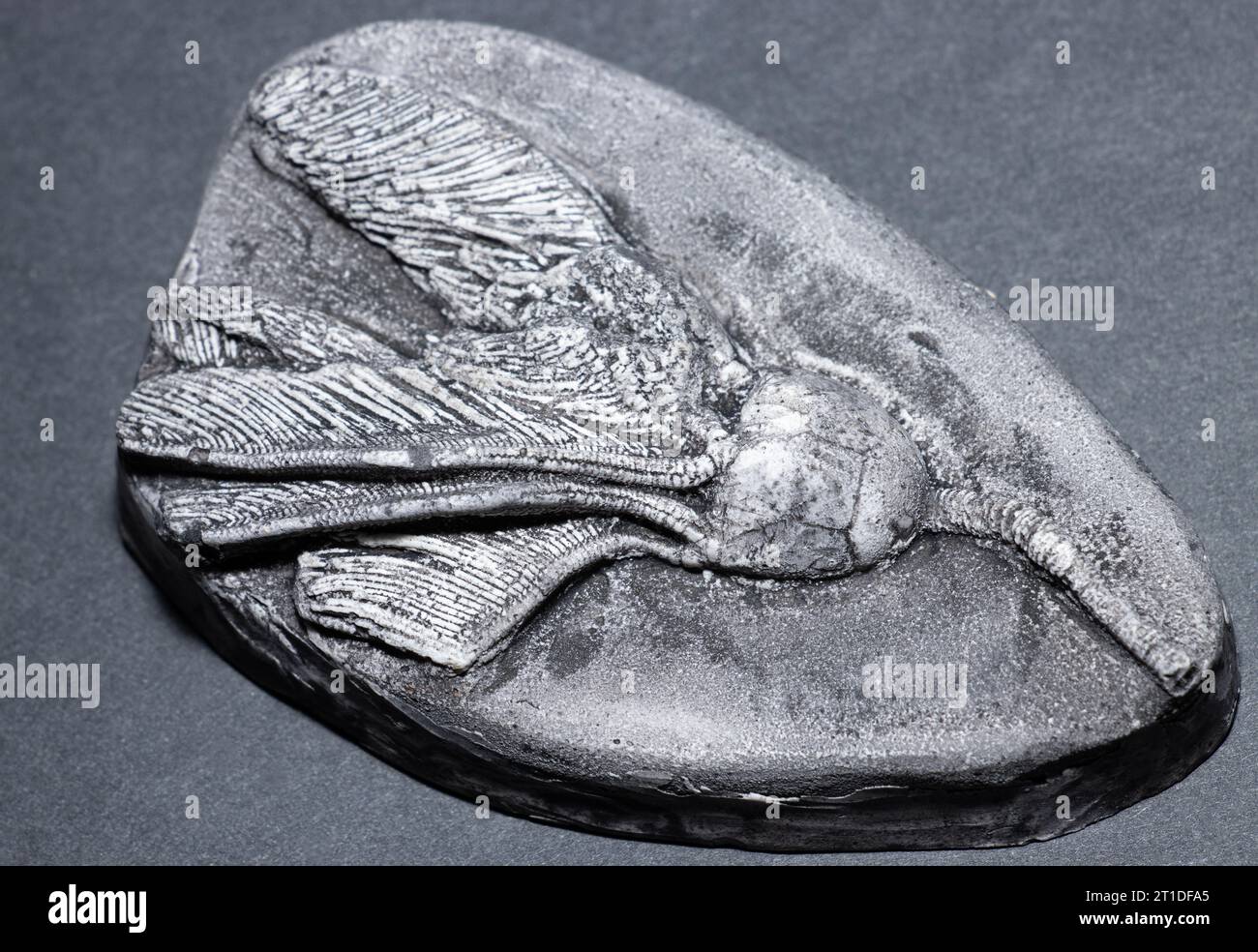 A cast of the calyx of a Crinoid. These tropical shallow sea ...