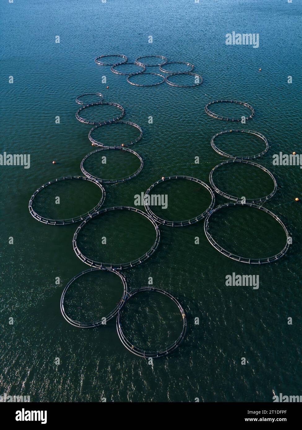 Salmon fish farm in the river aerial view. large round mesh fences for ...