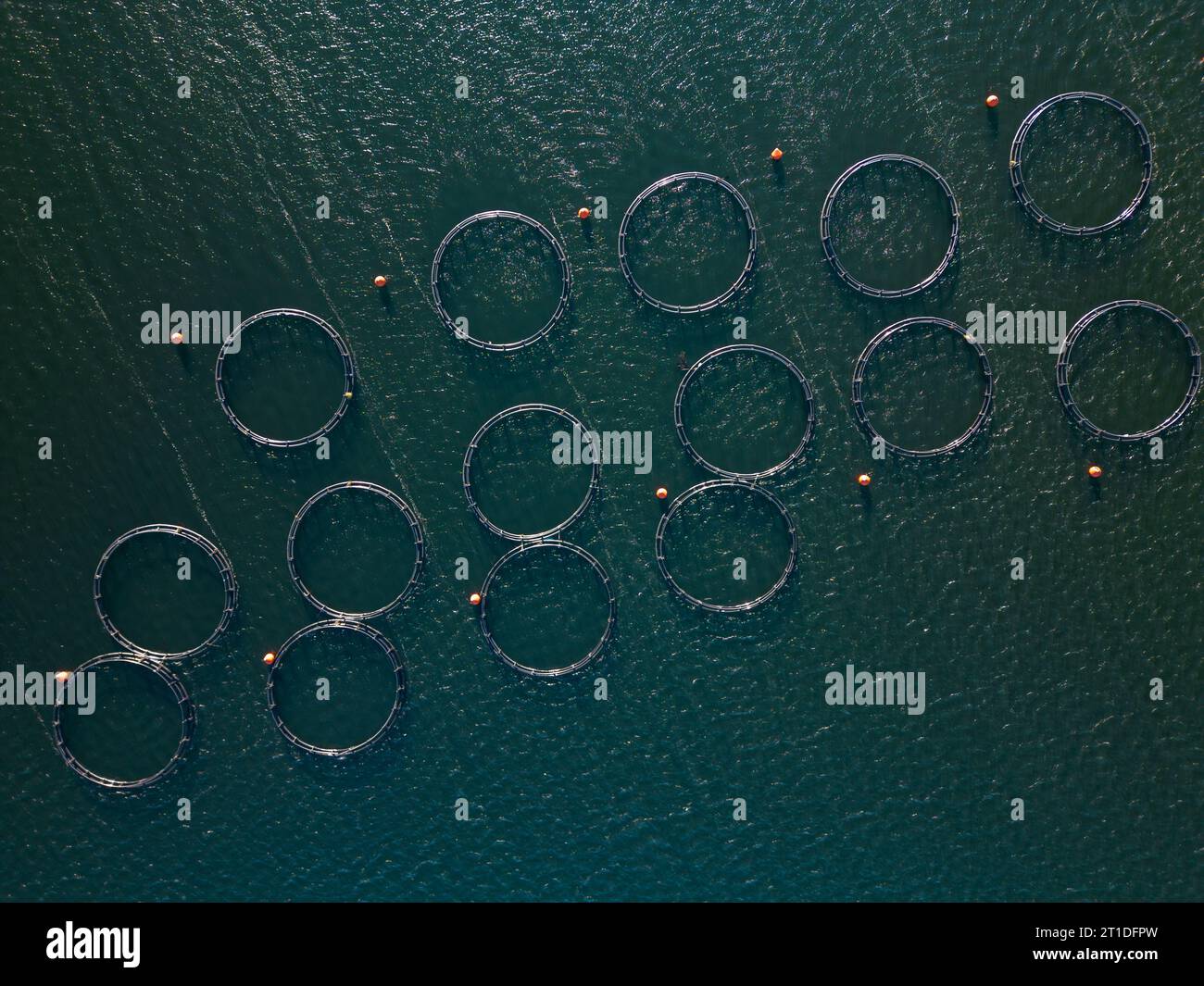 Salmon fish farm in the river aerial view. large round mesh fences for ...