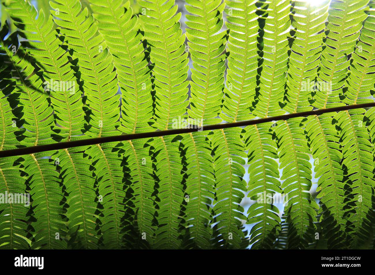Fern leaves. Green fern plants in nature landscape, in forest Stock ...