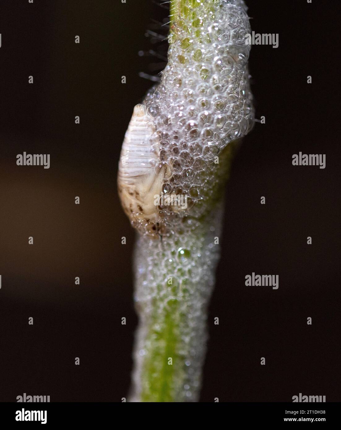 Primary plant pollinators hi-res stock photography and images - Alamy