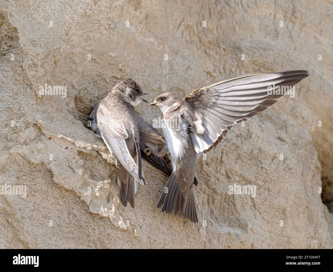Sand Martin, Riparia riparia, adult birds displaying Norfolk May Stock ...