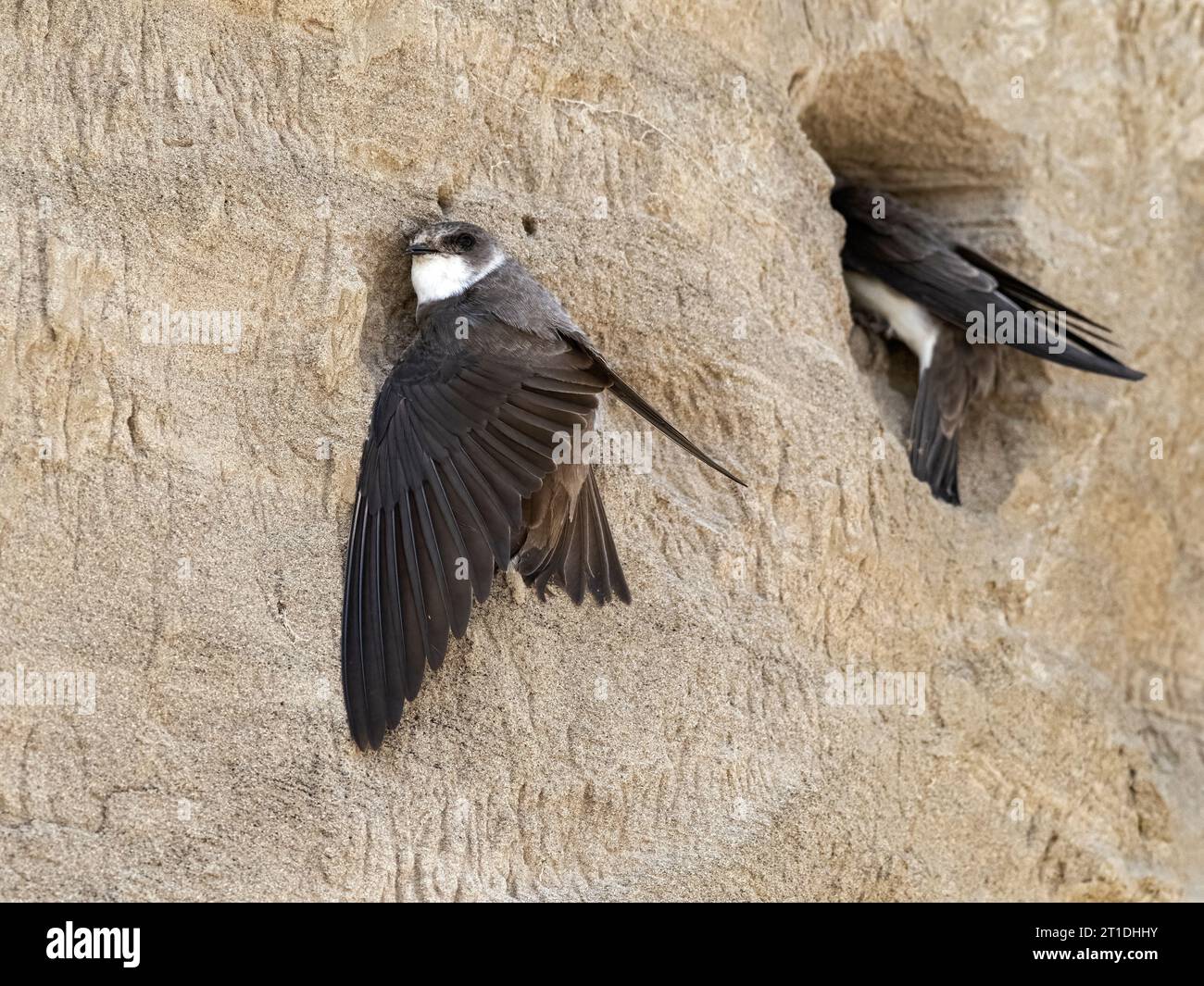 Sand Martin, Riparia riparia, adult birds displaying Norfolk May Stock ...