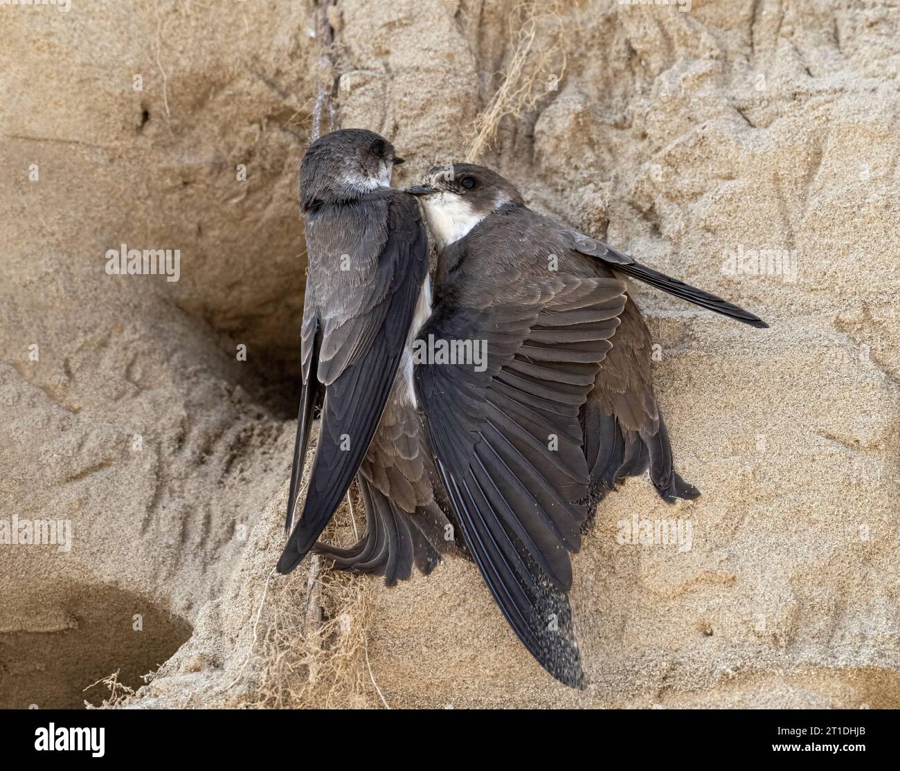 Sand Martin, Riparia riparia, adult birds displaying Norfolk May Stock ...