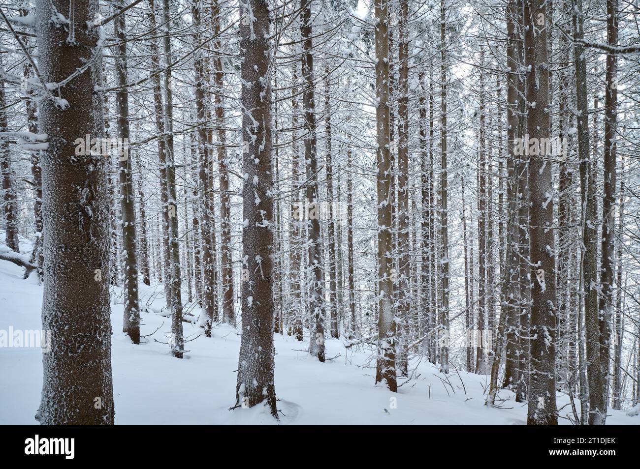Fir woodland with snow no people Stock Photo - Alamy