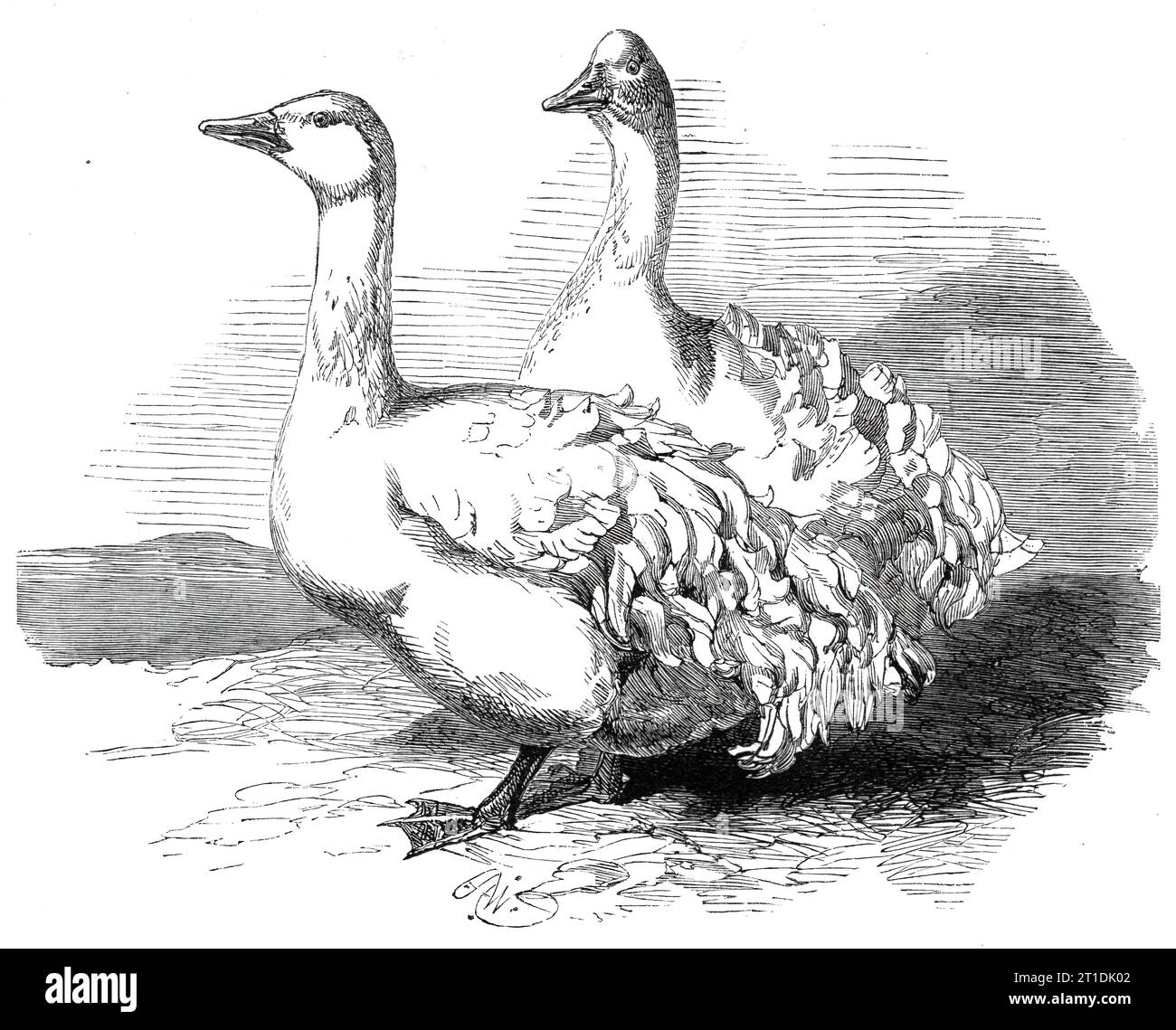 Biggleswade newspaper hi-res stock photography and images - Alamy