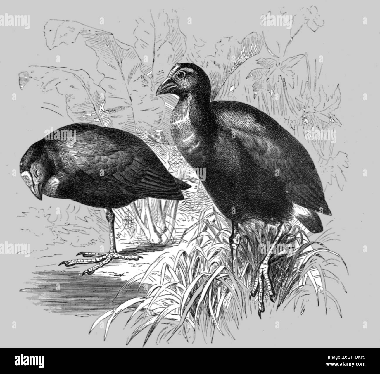 African swamphen Black and White Stock Photos & Images - Alamy