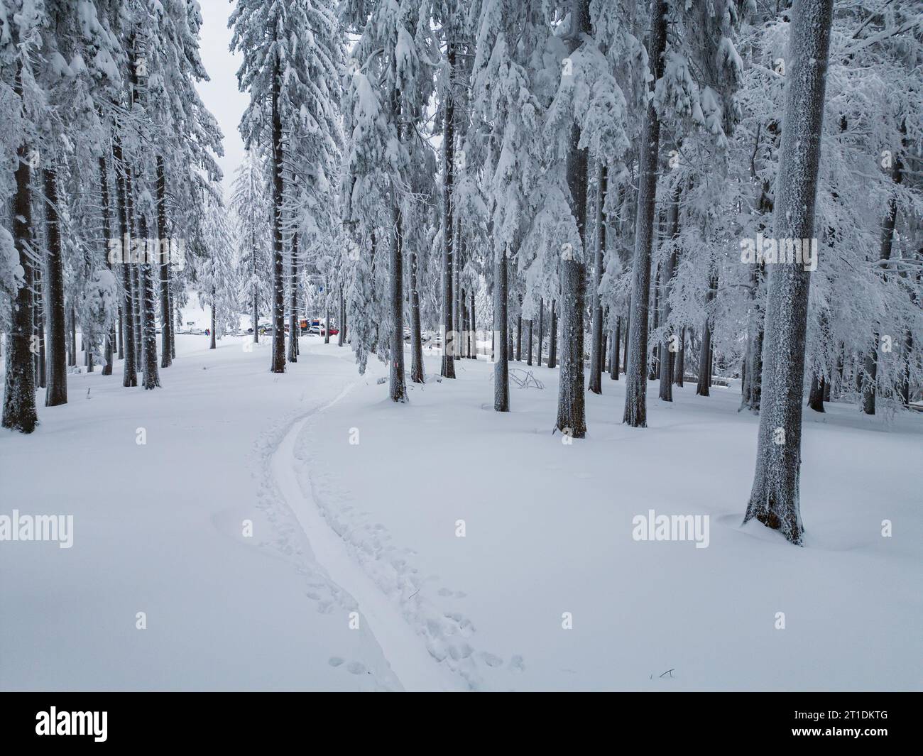 Fir woodland with snow no people Stock Photo - Alamy