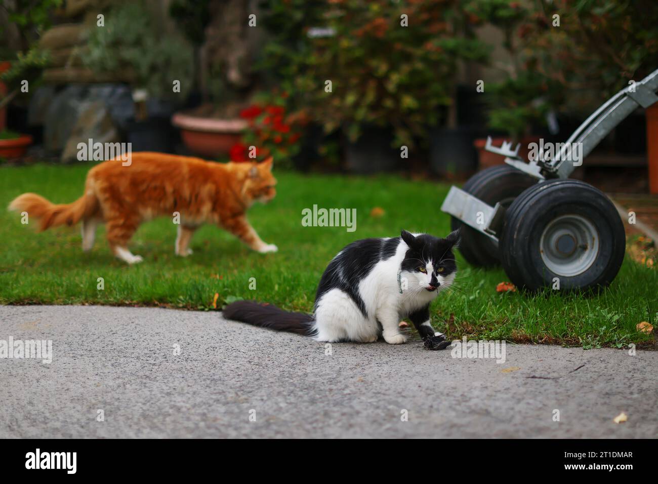 Multi color cat hi-res stock photography and images - Alamy