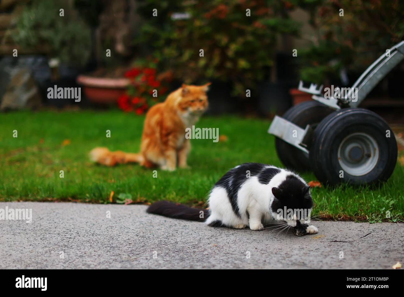 Multi color cat hi-res stock photography and images - Alamy