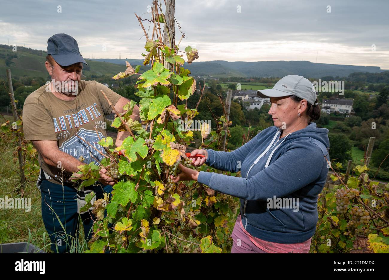 13 October 2023, Rhineland-Palatinate, Kanzem: Harvest workers Simion ...