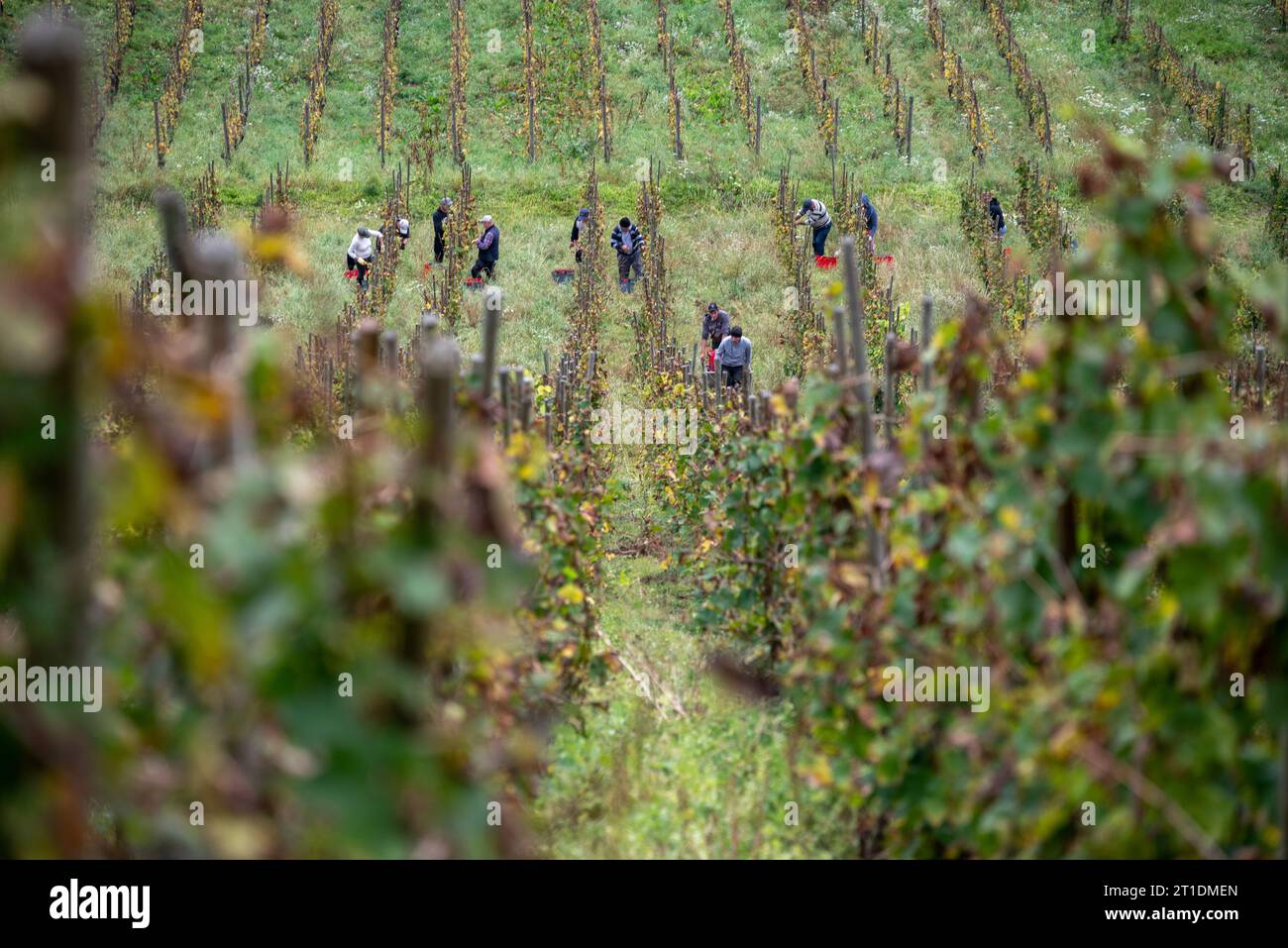 13 October 2023, Rhineland-Palatinate, Kanzem: Harvesters pick grapes ...