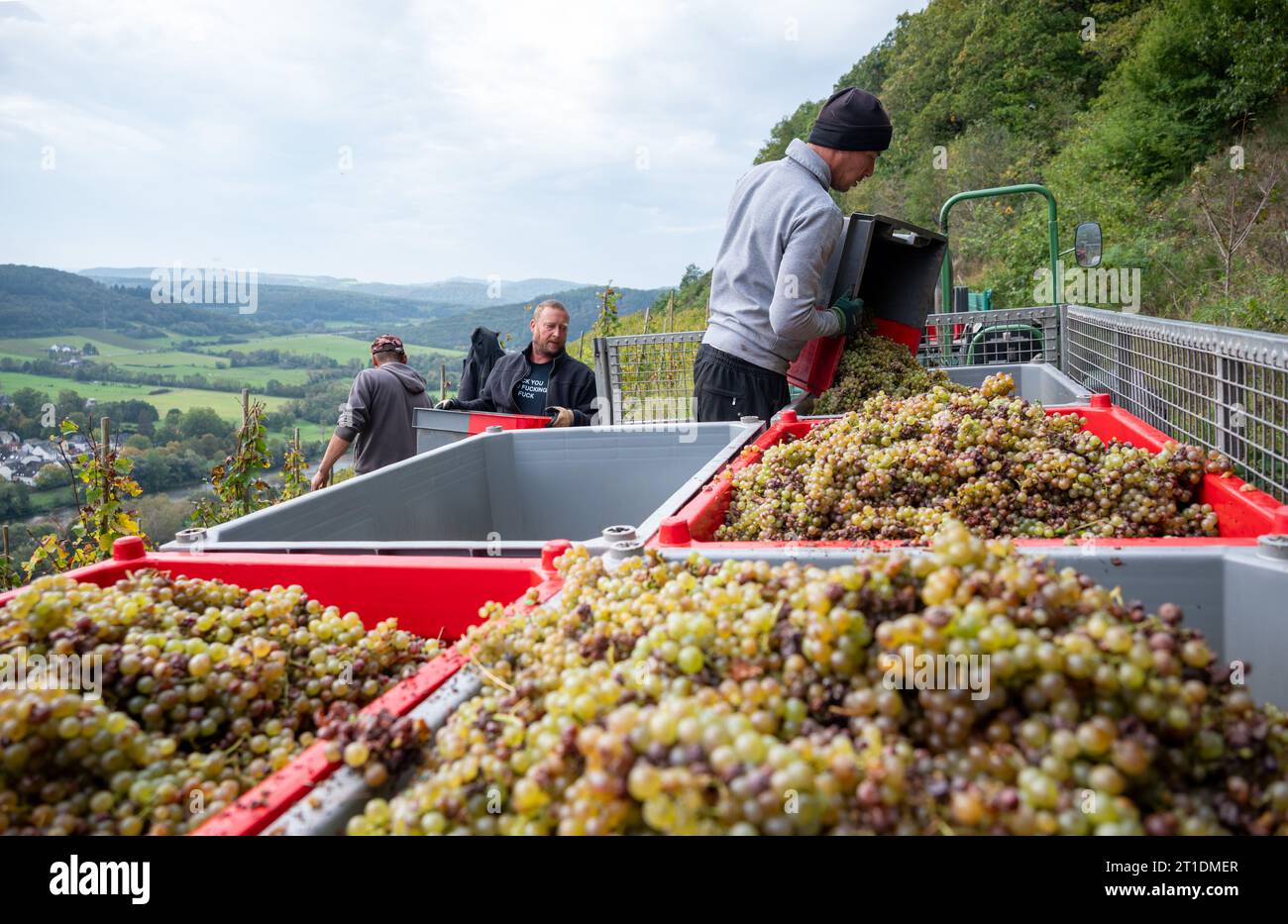 13 October 2023, Rhineland-Palatinate, Kanzem: Harvest workers empty ...