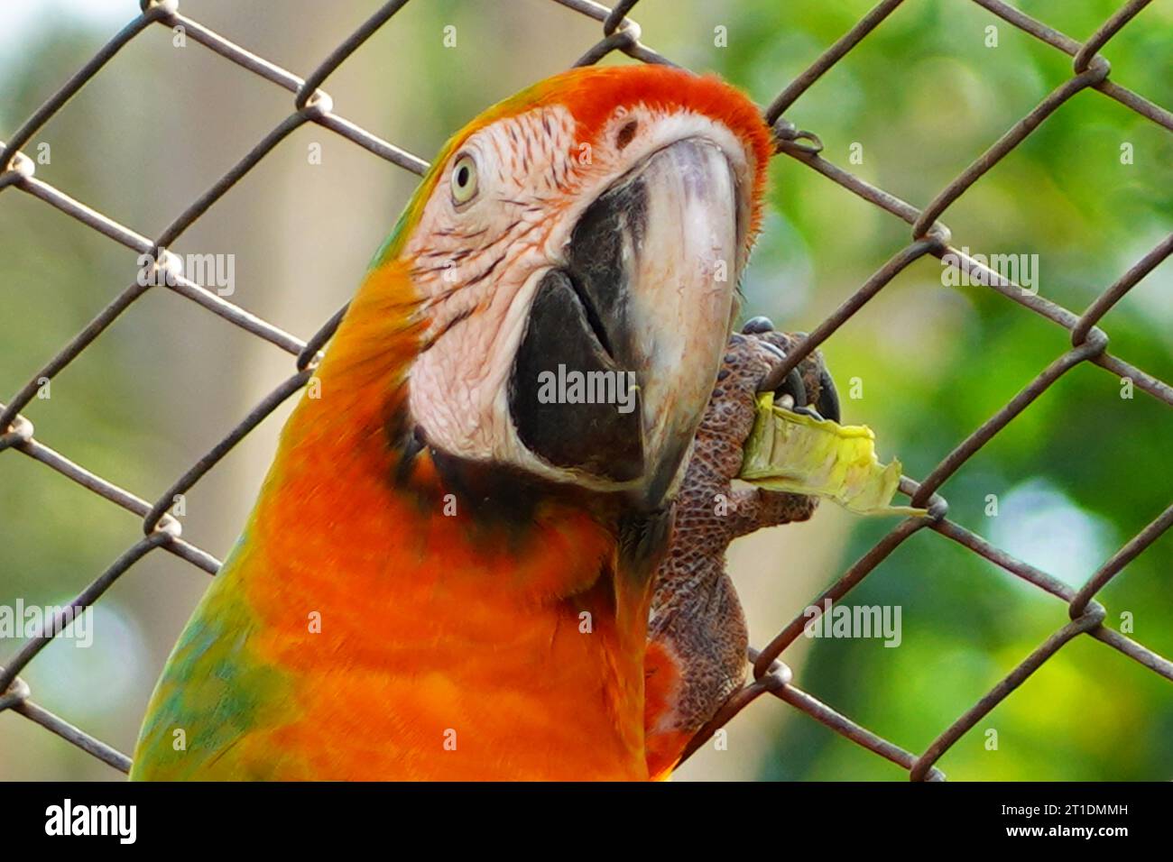 Close-up of a beautiful Catalina macaw looking at camera Stock Photo ...