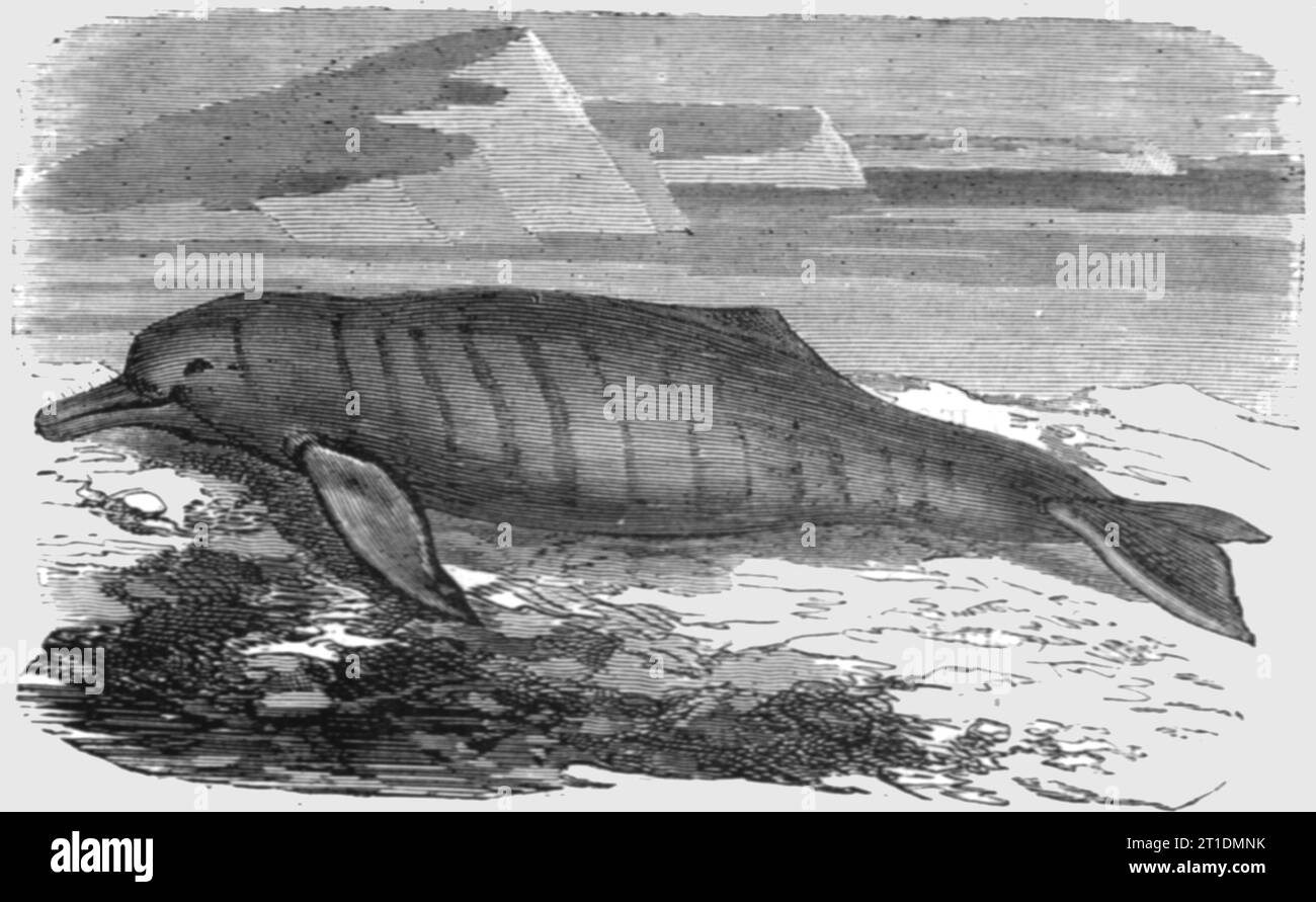 'The Bouto, or Fresh-water Dolphin, of the Amazons', 1875. From ...