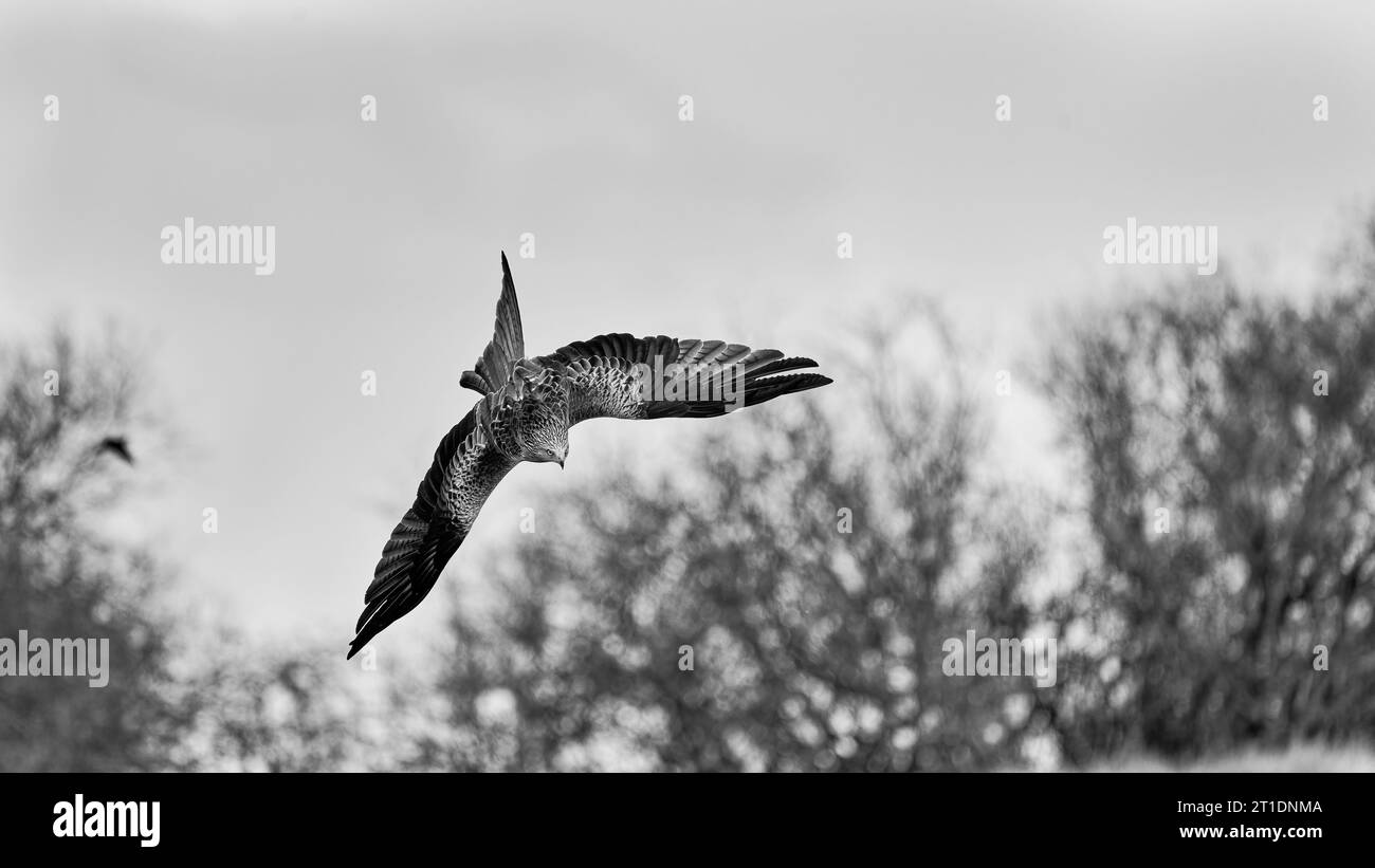 A soaring bird captured in flight, with a backdrop of a lush green ...