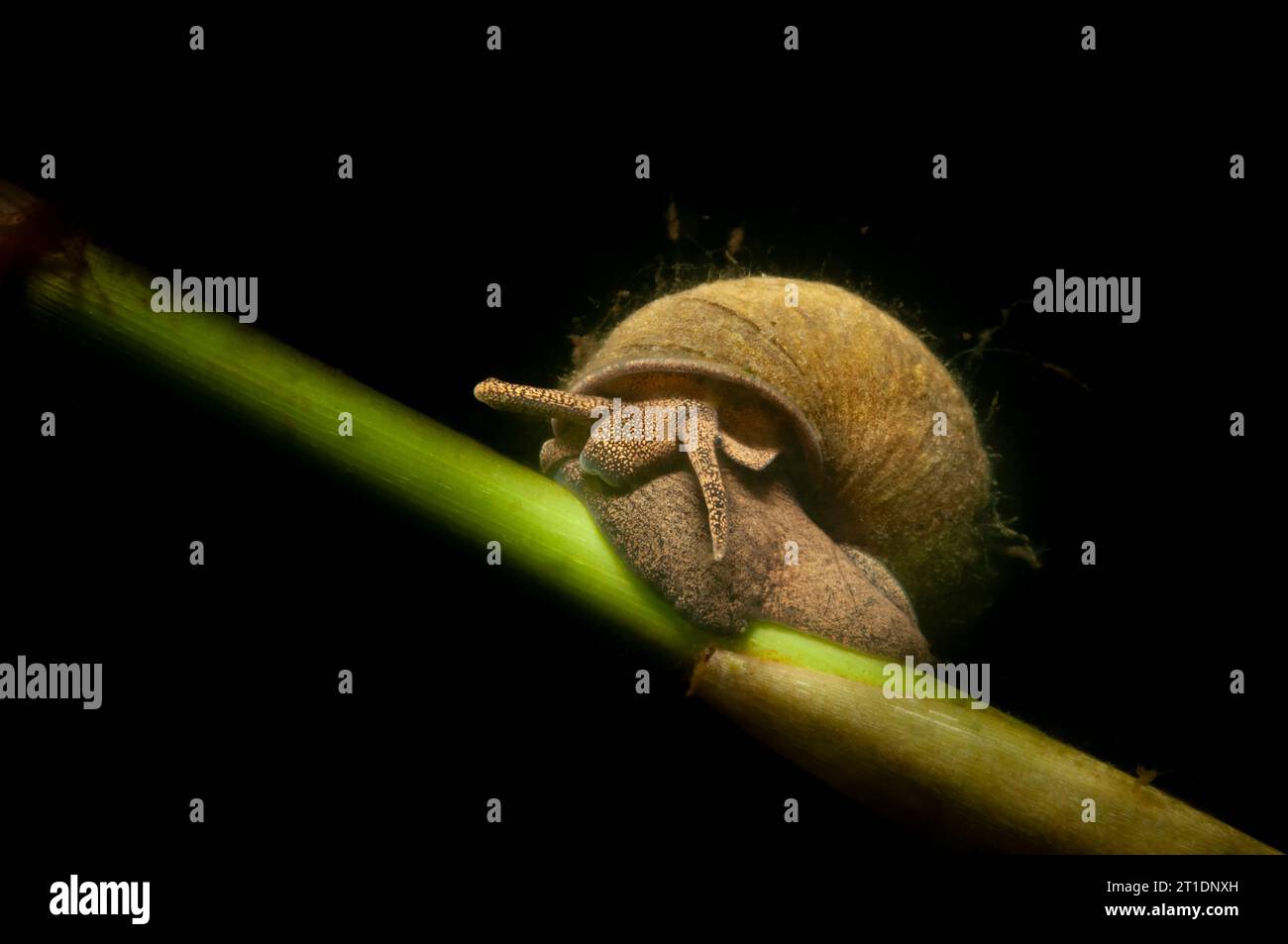 A Viviparidae (river snail or mystery snail) is feeding on a grass ...