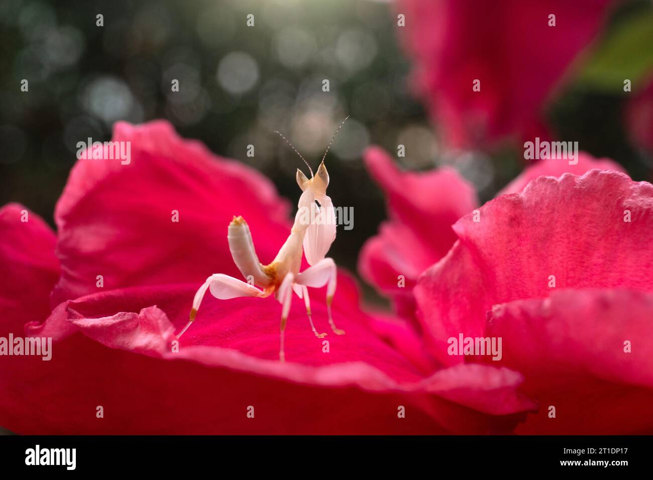 Pink Orchid Mantis in Thailand and Southeast-Asia Stock Photo - Alamy