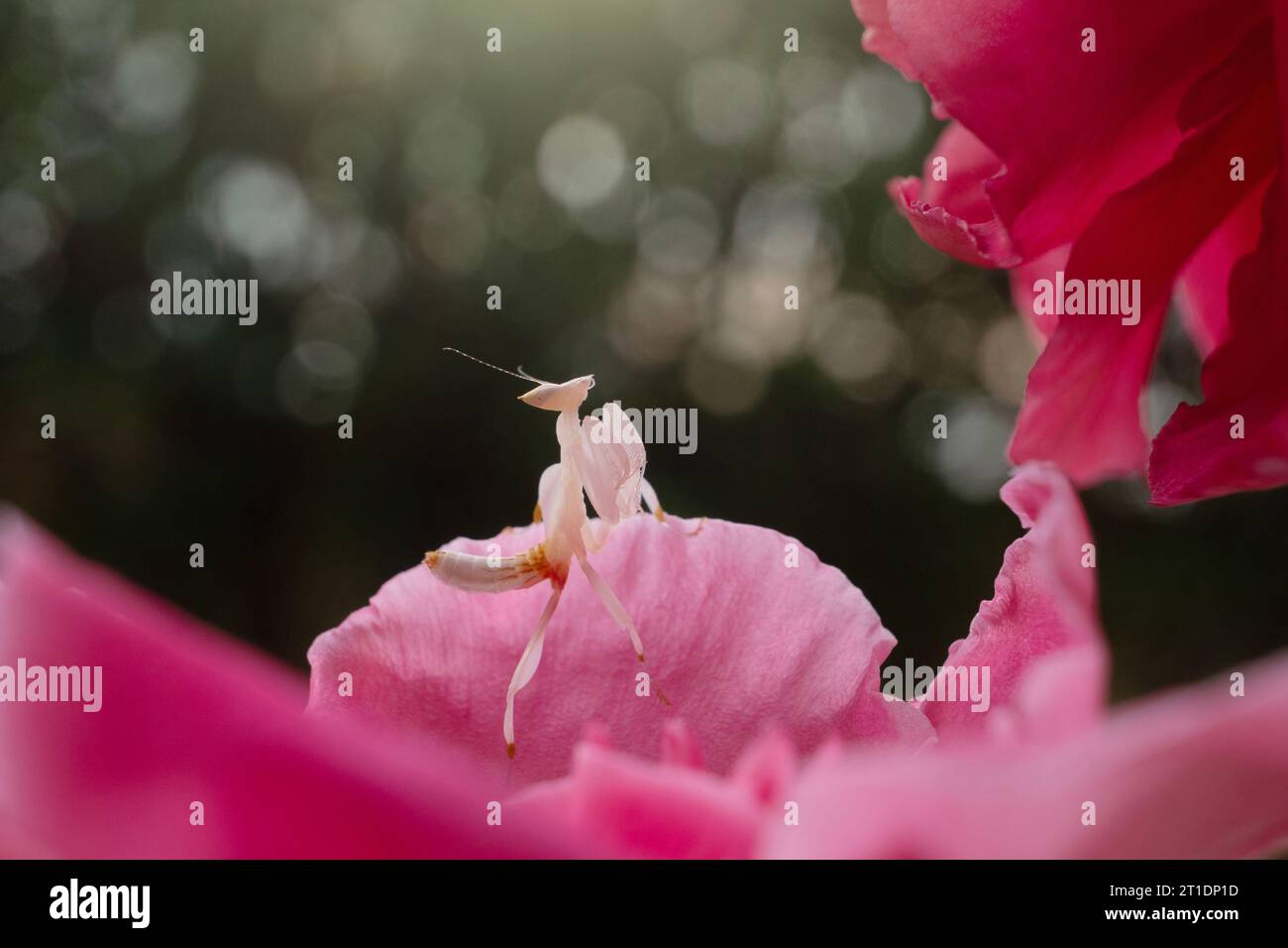 Pink Orchid Mantis in Thailand and Southeast-Asia Stock Photo - Alamy