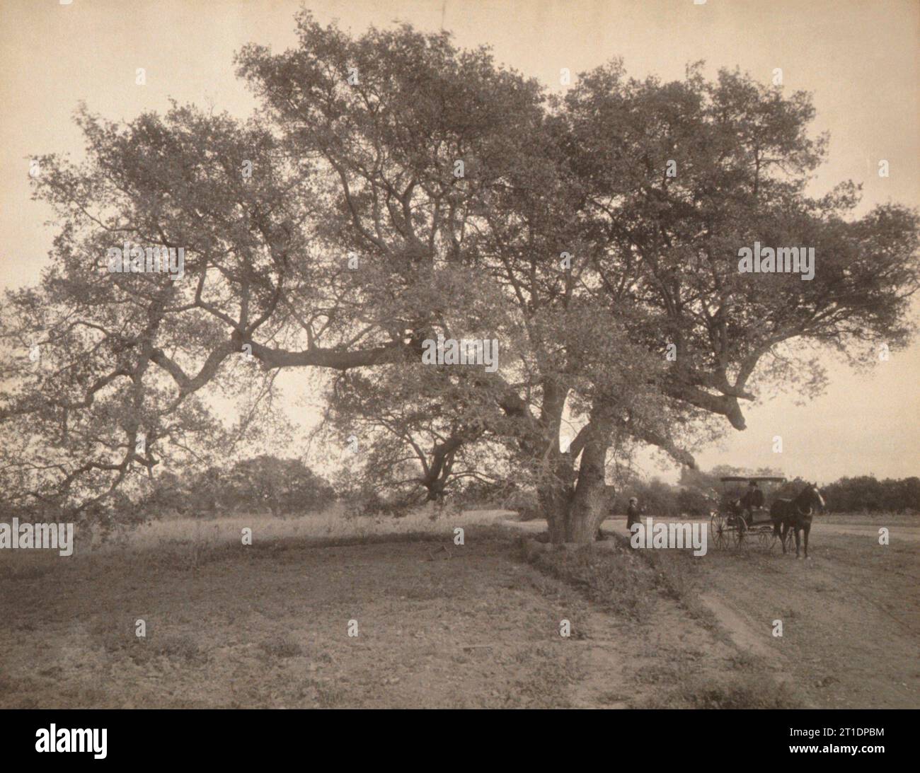 Black oak grove hi-res stock photography and images - Alamy