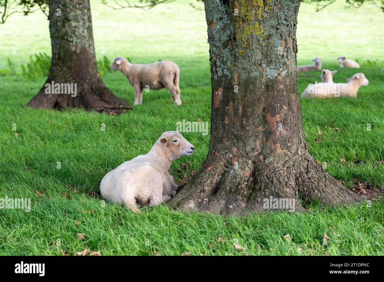Sheep under trees in meadow hi-res stock photography and images - Alamy
