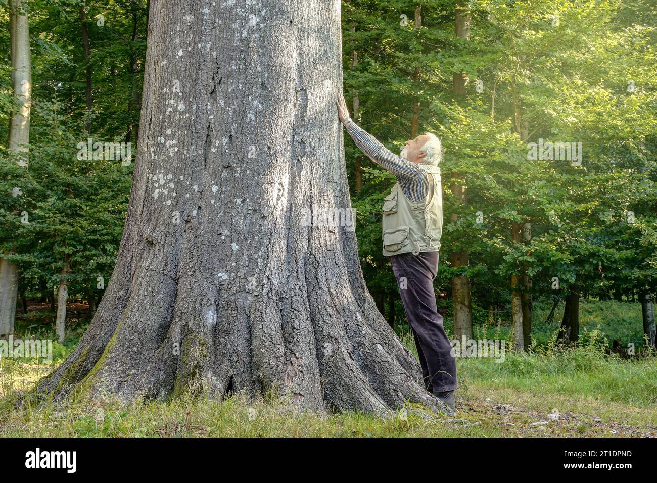 An older man admires an old tree in the morning sun with its mighty ...