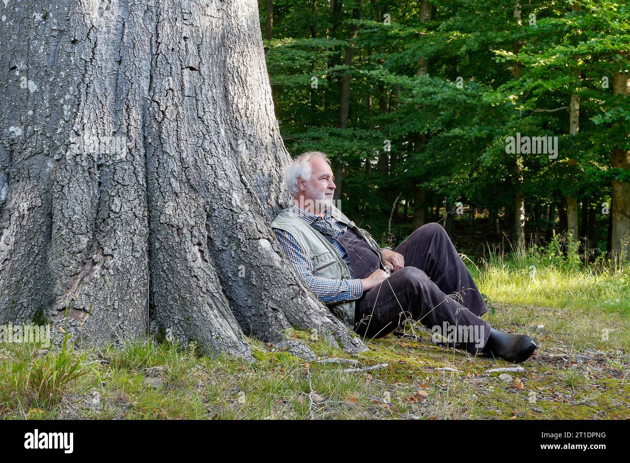 An elderly man finds relaxation nestled within the gnarled roots of an ...