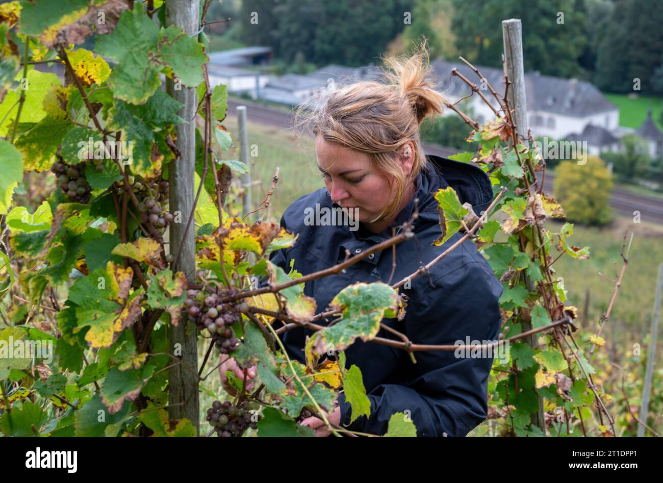 Kanzem, Germany. 13th Oct, 2023. Harvester Mariana picks grapes for a ...