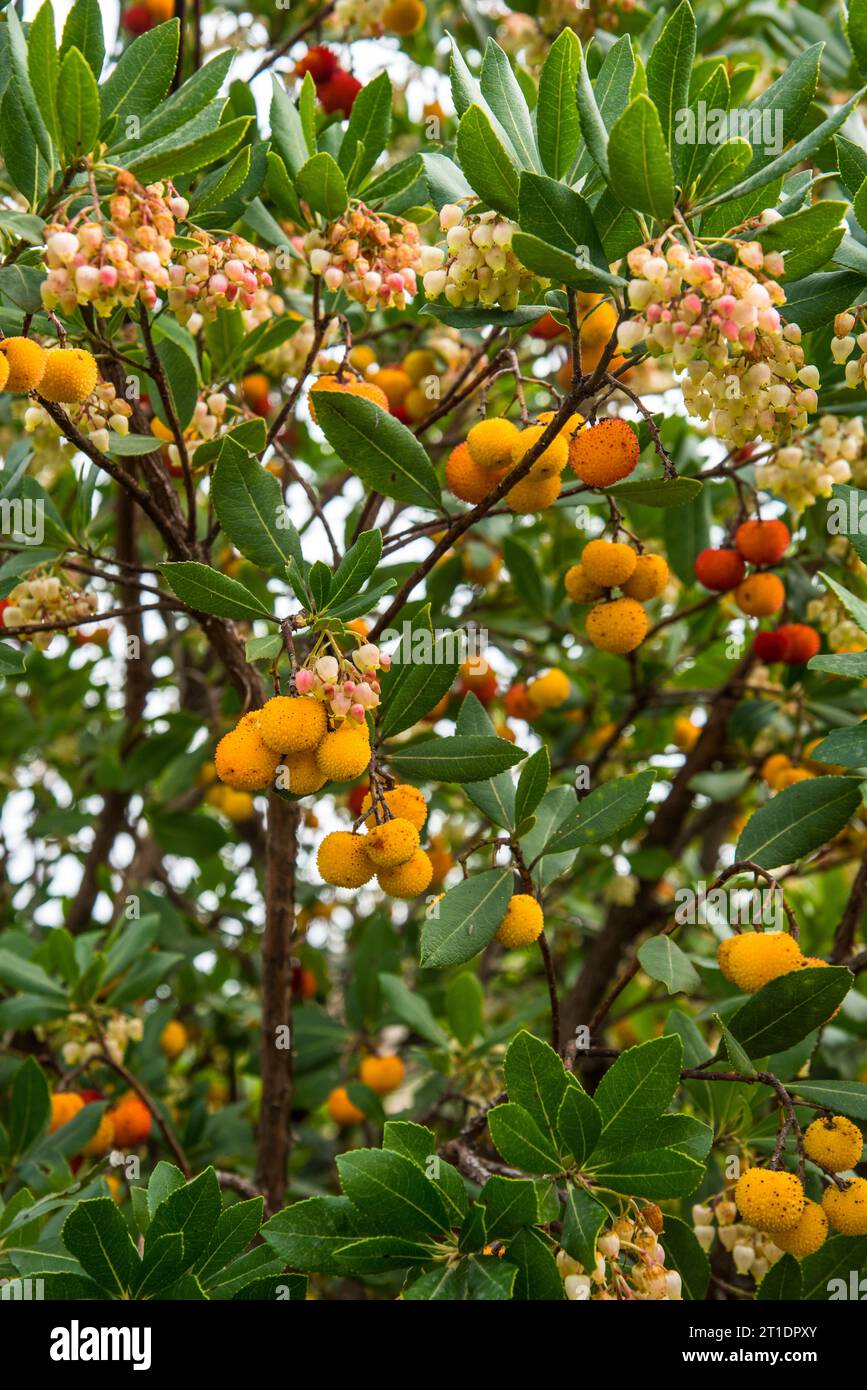 Autumn, in Spain, Strawberry tree, rare fruit, in the coastal mountains ...