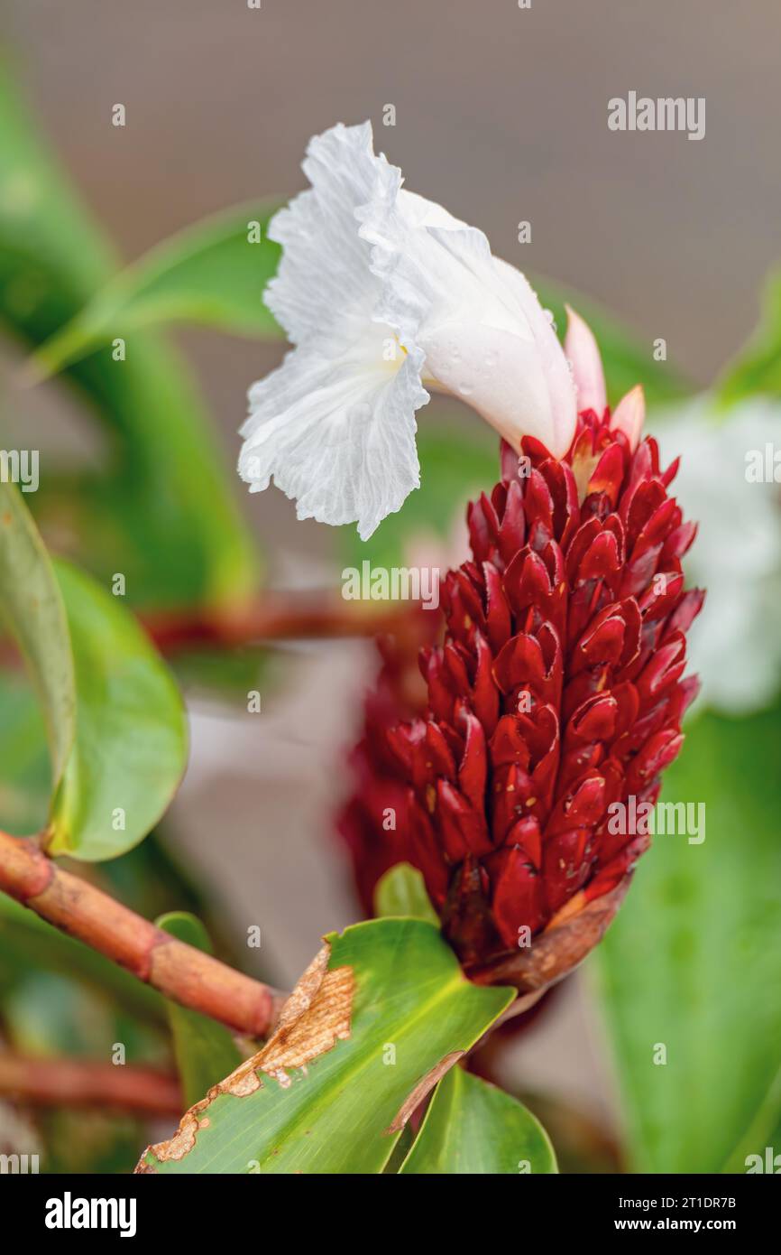 Alpinia purpurata flower aka Red ginger. Beautiful flower from a family ...