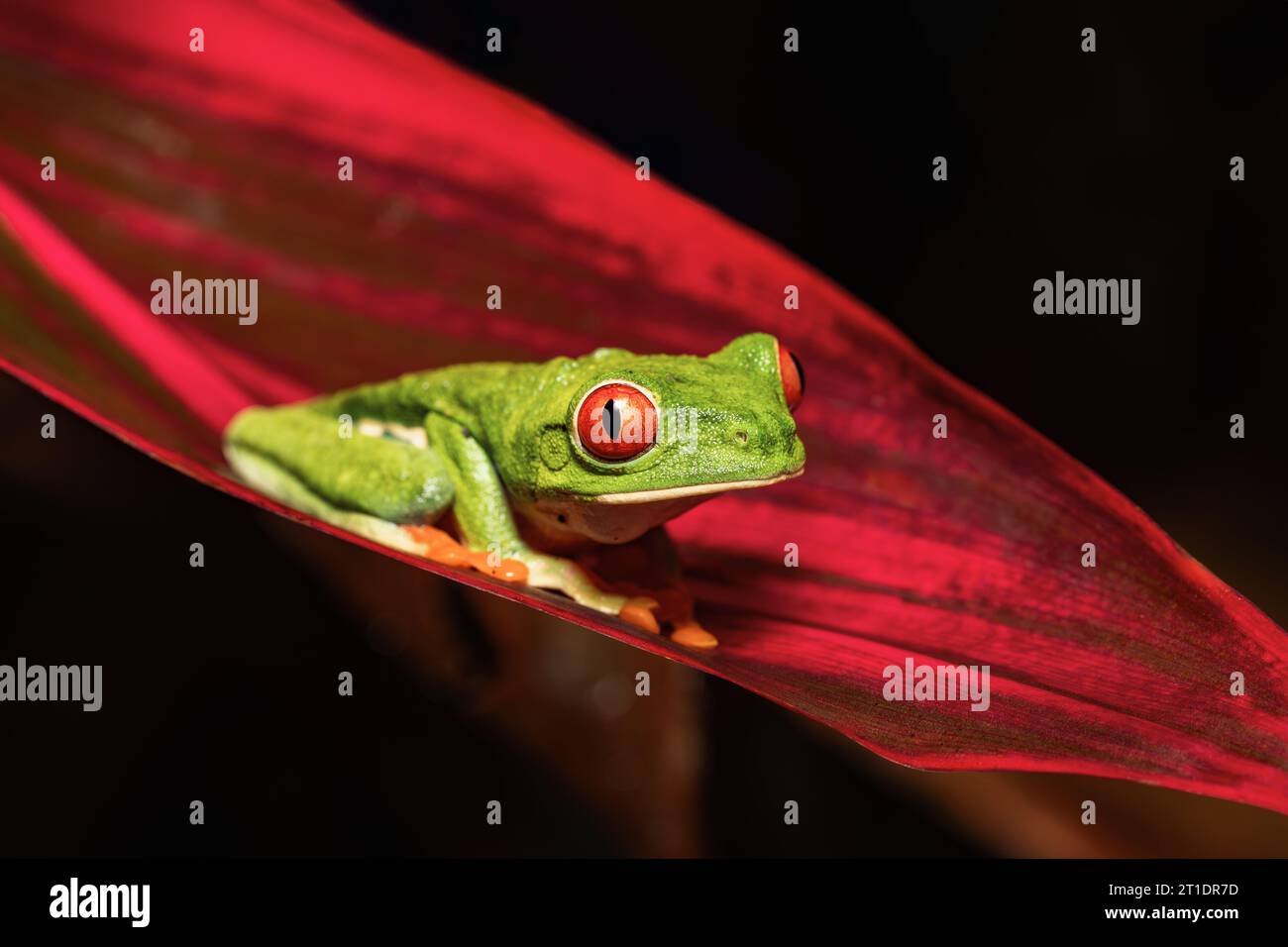 Red-eyed tree frog (Agalychnis callidryas), Beautiful iconic Green frog ...