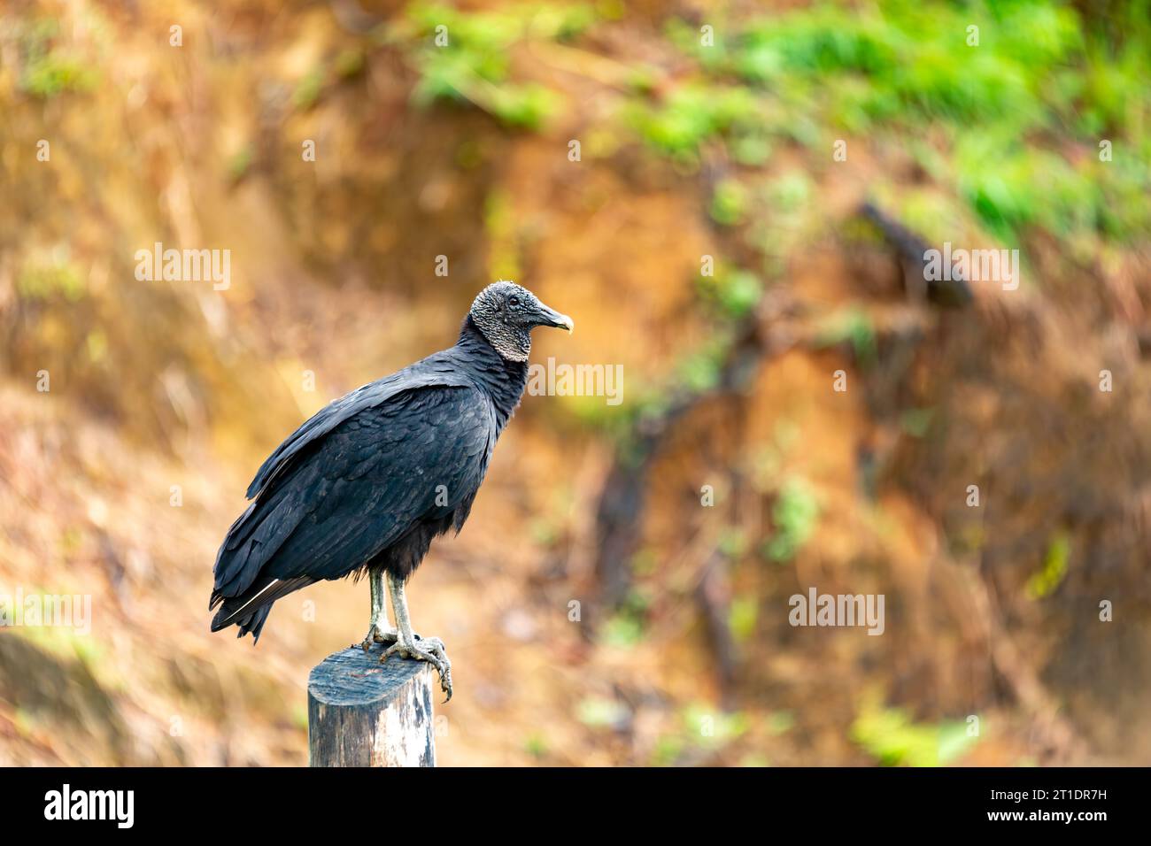 Black vulture (Coragyps atratus), also known as the American black ...