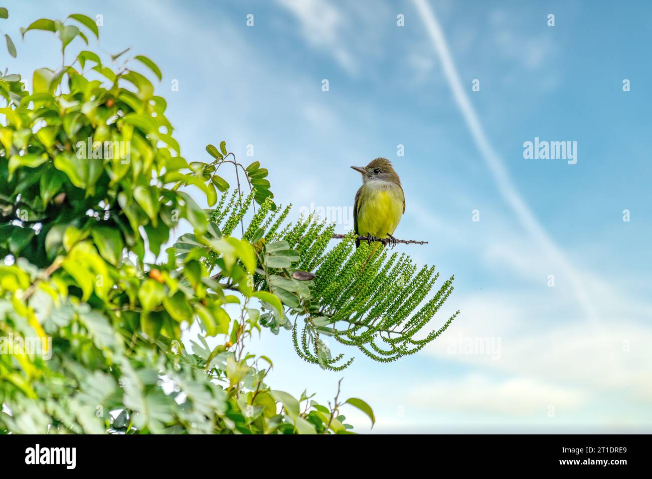 Tropical kingbird (Tyrannus melancholicus) is a large tyrant flycatcher ...