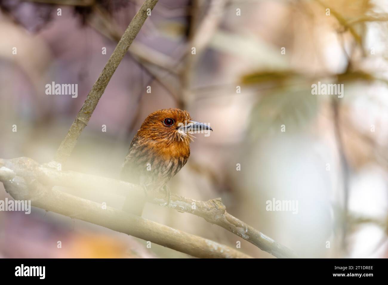 Bird White-whiskered Puffbird (Malacoptila panamensis), Carara National ...