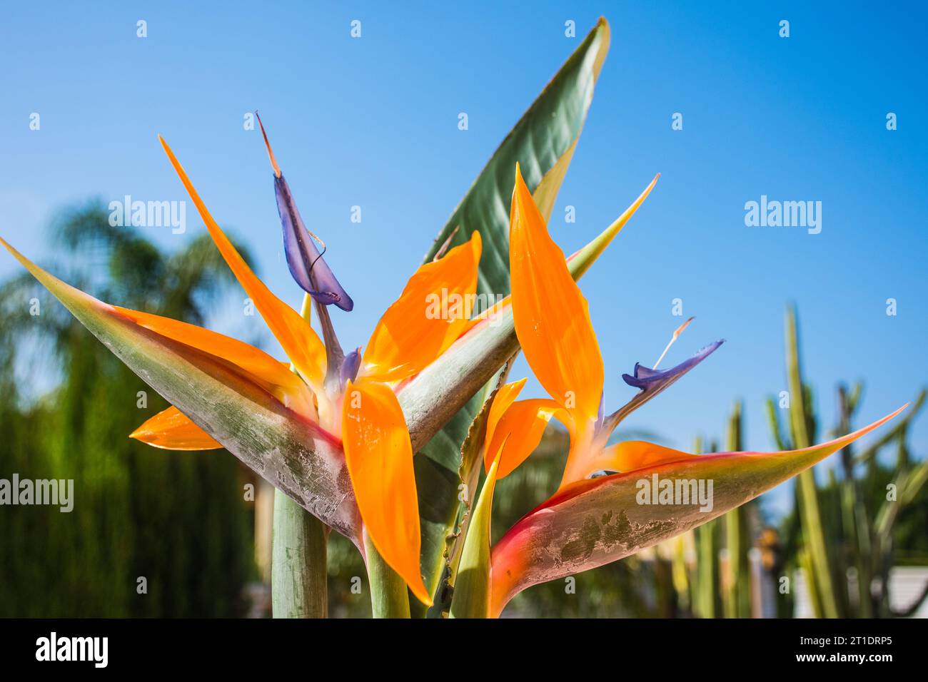 Strelitzia, one of the royal trees of Spain Stock Photo - Alamy