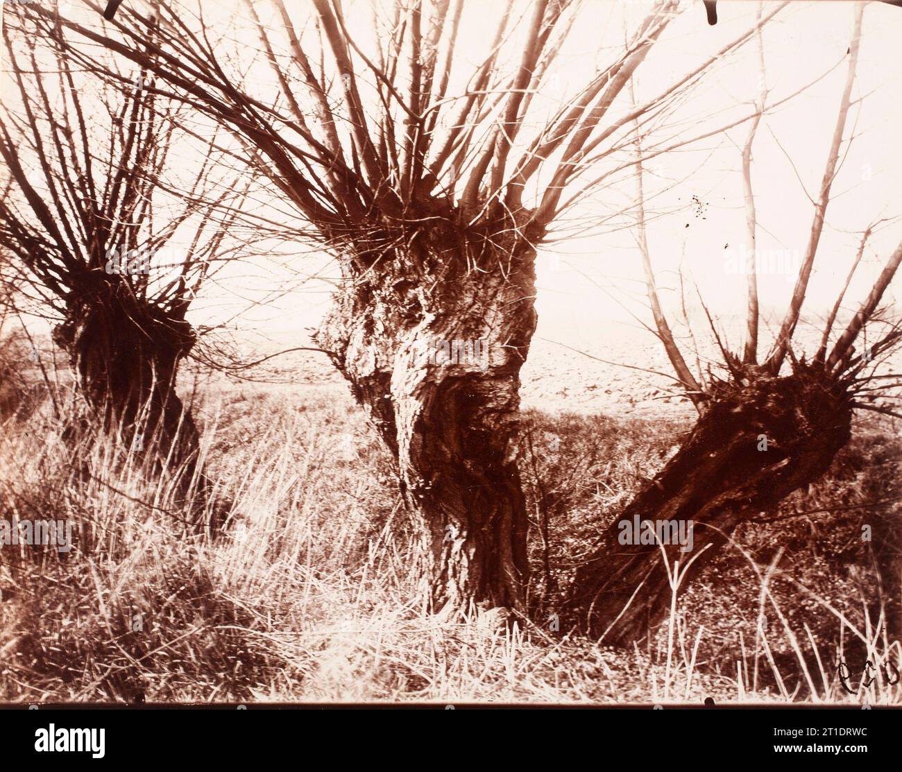 Los saules hi-res stock photography and images - Alamy