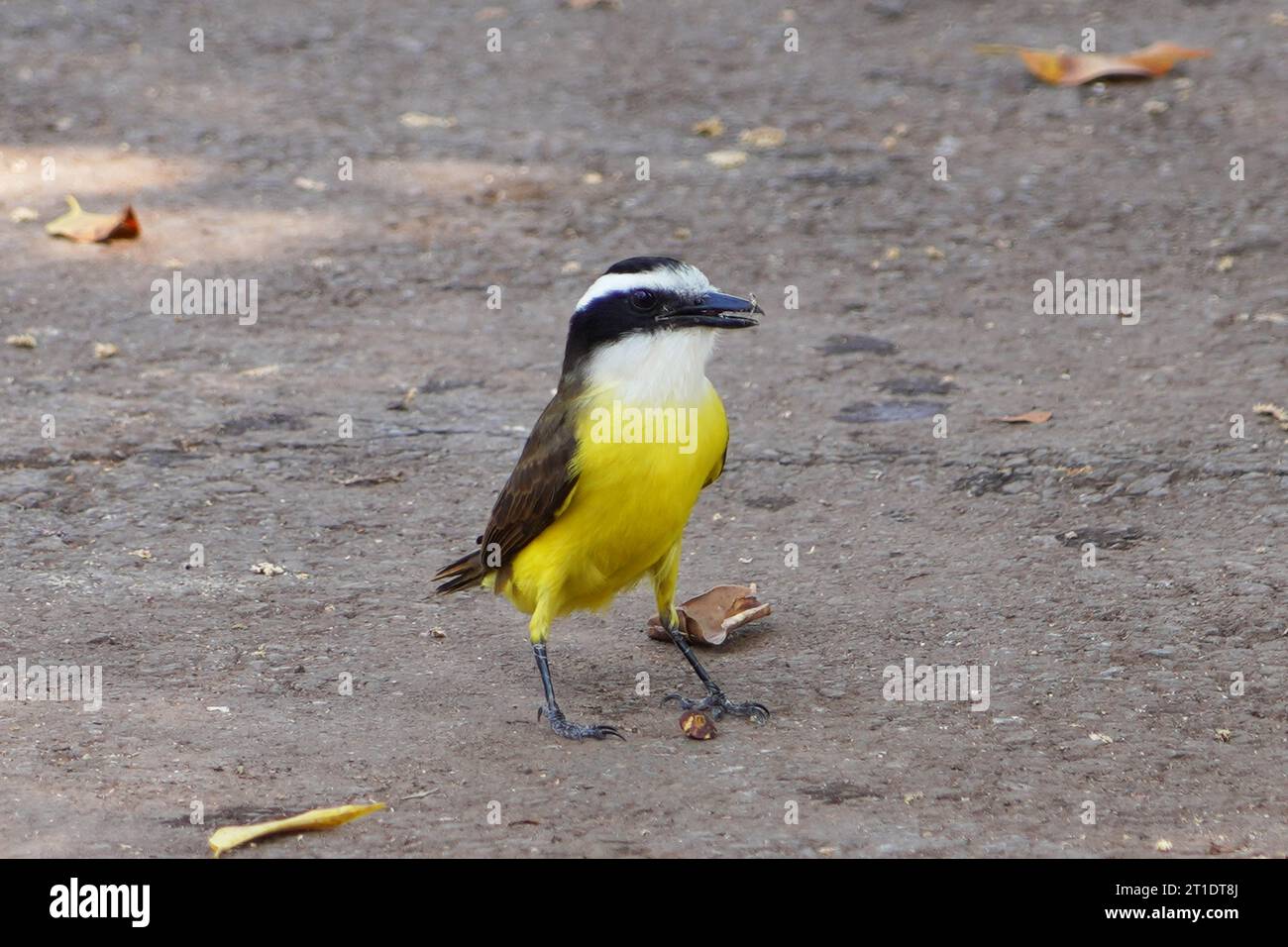 Kaskadi maggiore hi-res stock photography and images - Alamy