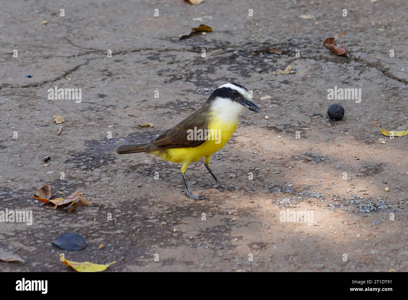 Pitangus sulphuratus a small bird from Brazil also known as "Bem-te-vi ...