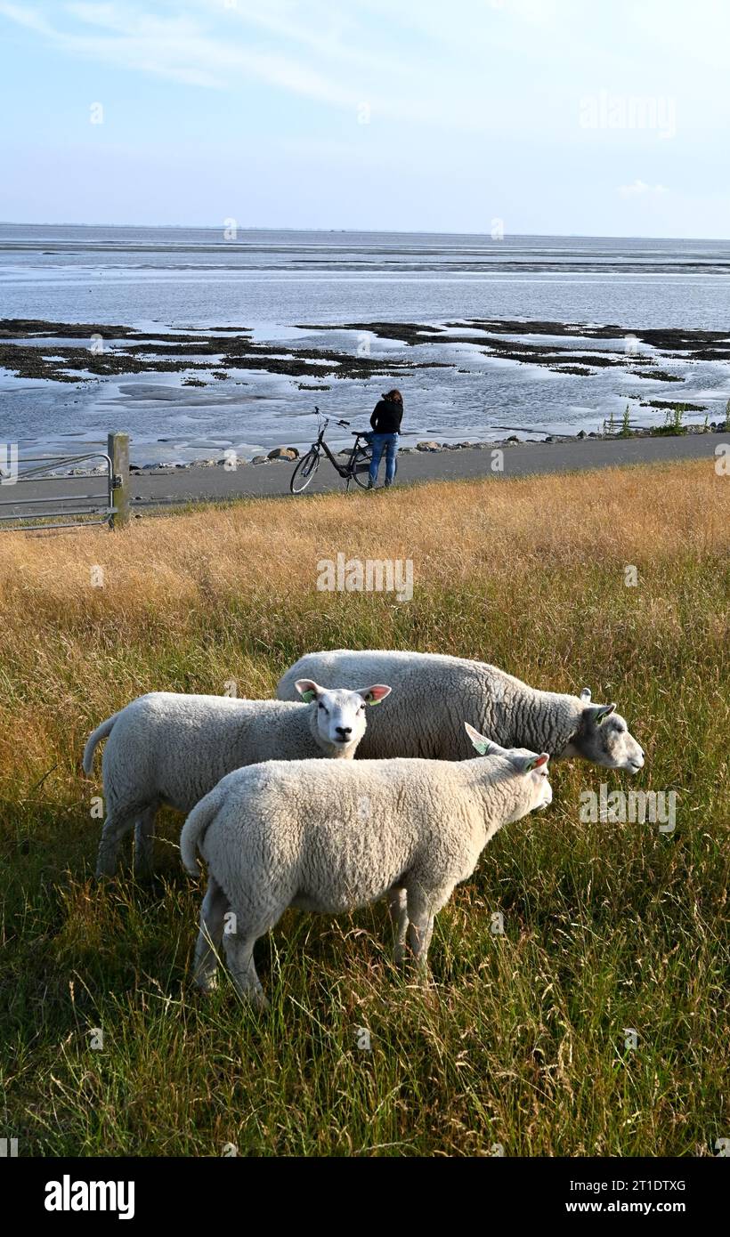 Sheep on the Wadden side at Nes on the island of Ameland, Friesland ...