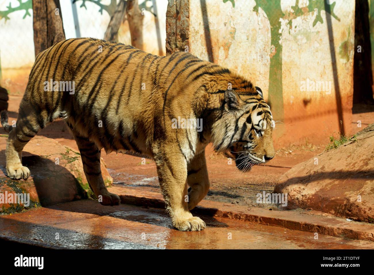 Bengal tiger in captivity. It ranks among the biggest wild cats alive ...