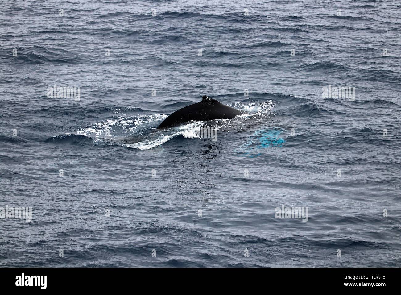 Drake Passage or Drake Strait between Argentina and Antarctica; Dorsal ...