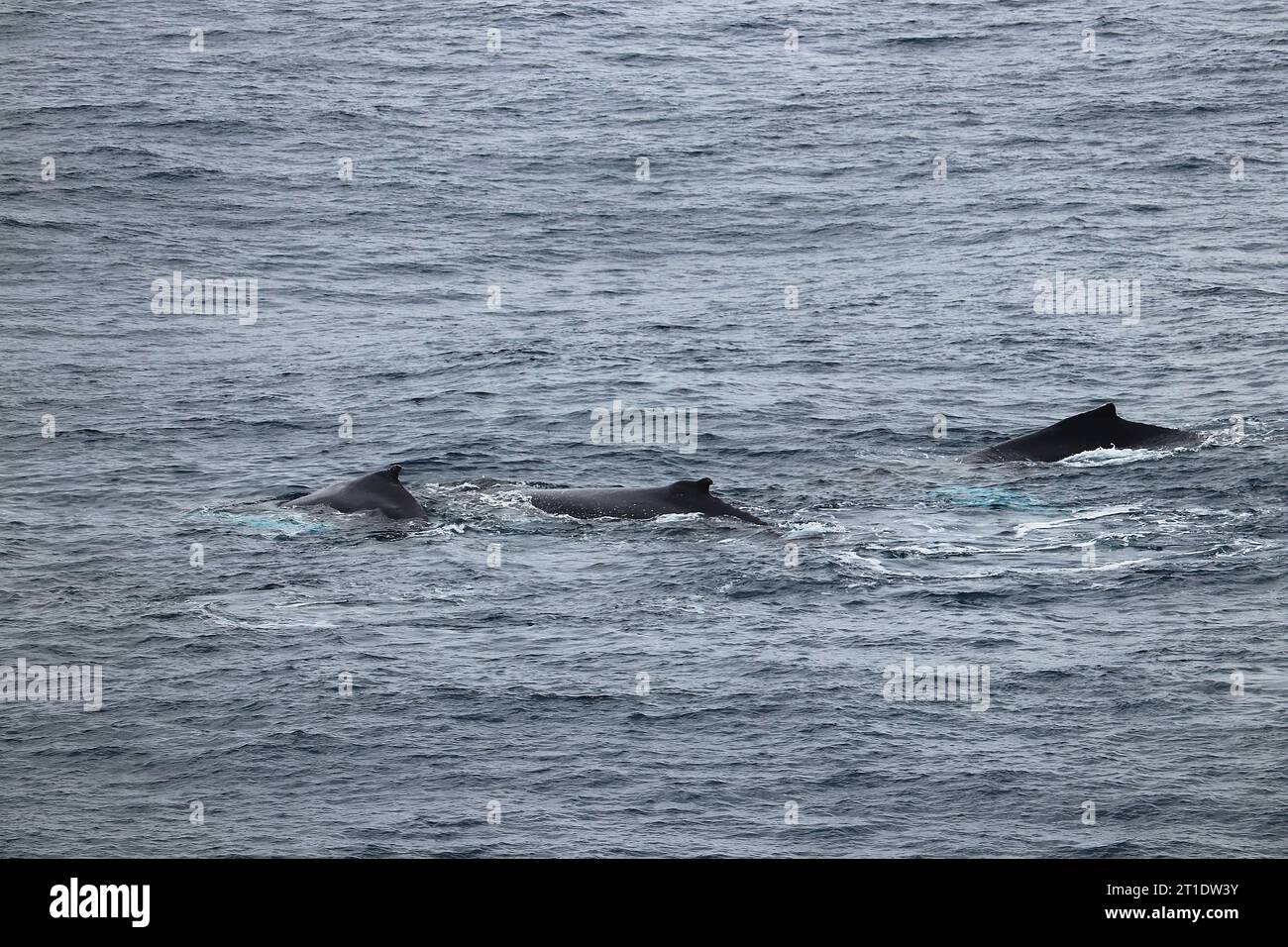 Drake Passage or Drake Strait between Argentina and Antarctica ...