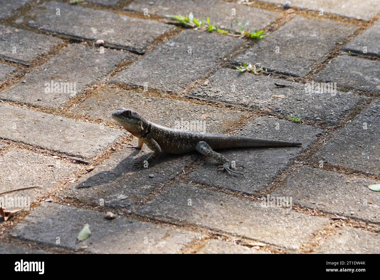 Brazilian lizard hi-res stock photography and images - Alamy
