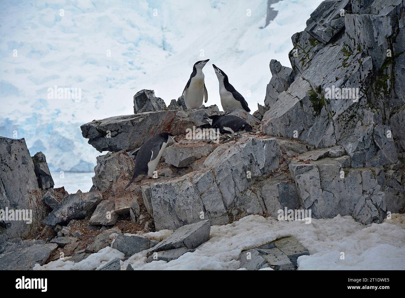 Antarctic; Antarctic Peninsula at Orne Harbour; Chinstrap penguins on a ...