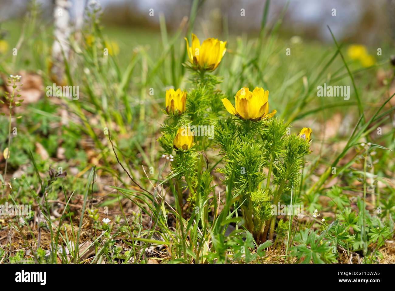 Spring Adonis, Spring Adonis, Adonis vernalis Stock Photo - Alamy