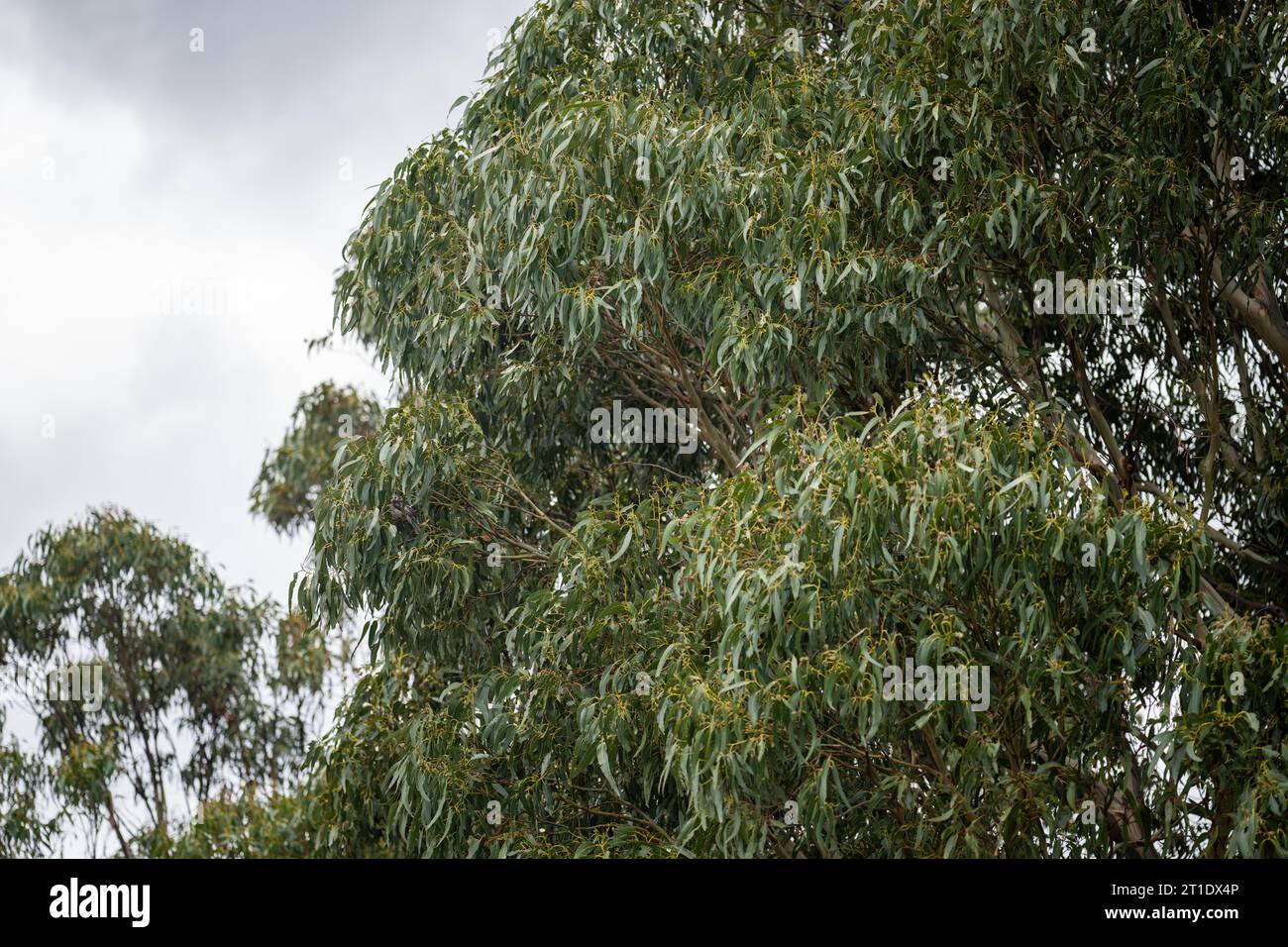 gum tree leaves in the australian bush in the park Stock Photo - Alamy