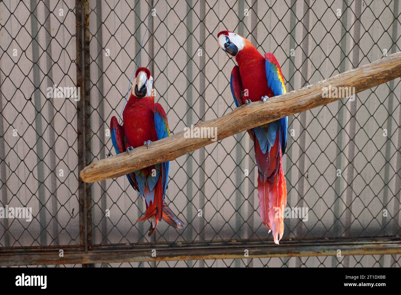 A pair of red-and-green macaws in captivity in the zoo Stock Photo - Alamy
