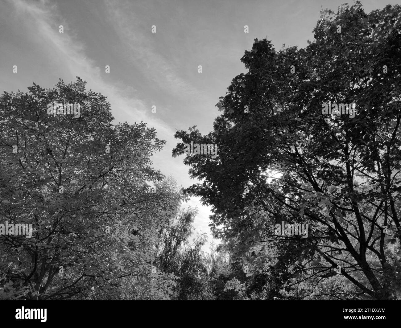 Branches trees foliage in autumn Black and White Stock Photos & Images ...