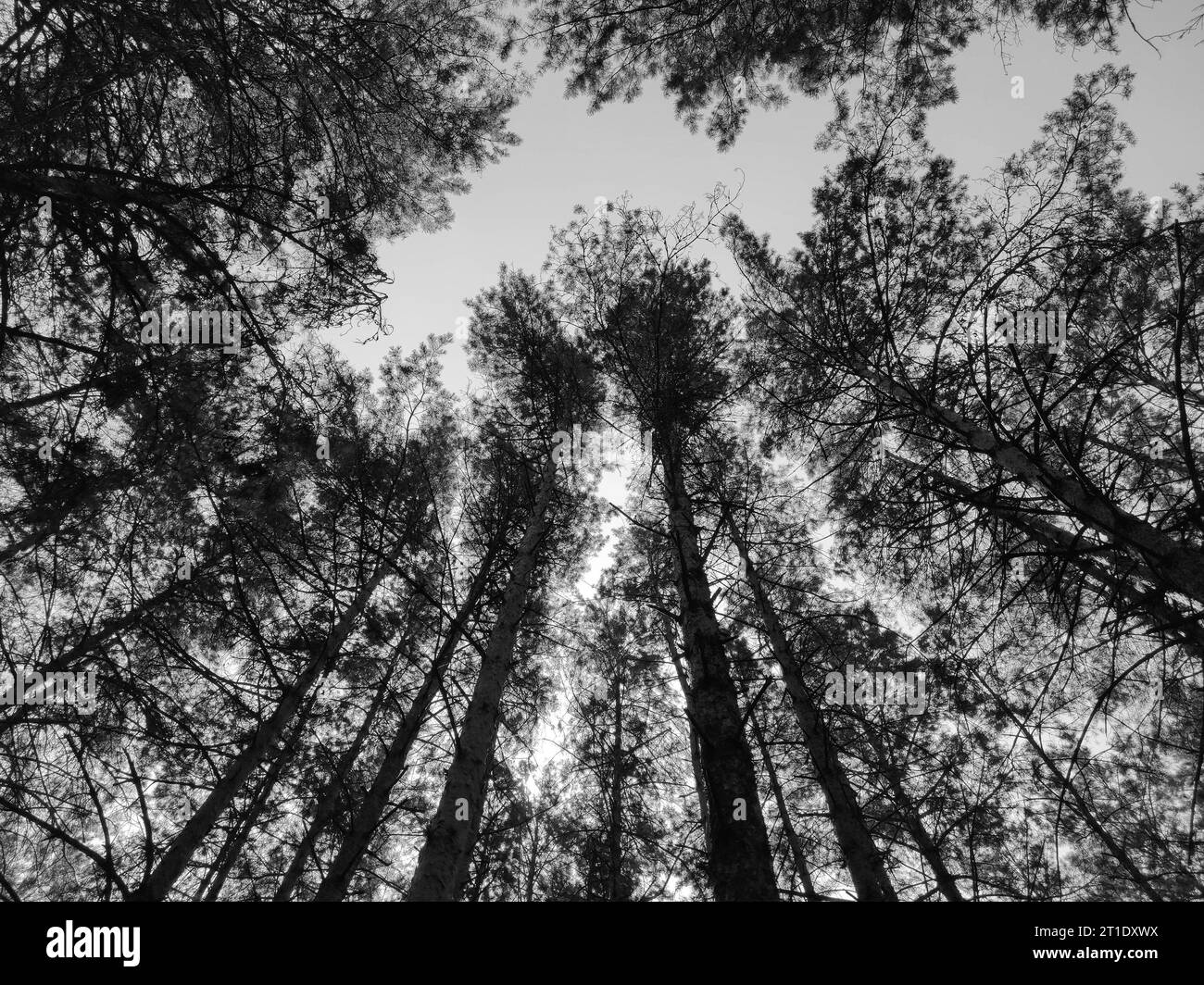 Forest silhouette background. Nature and sun beams wallpaper. Eco ...